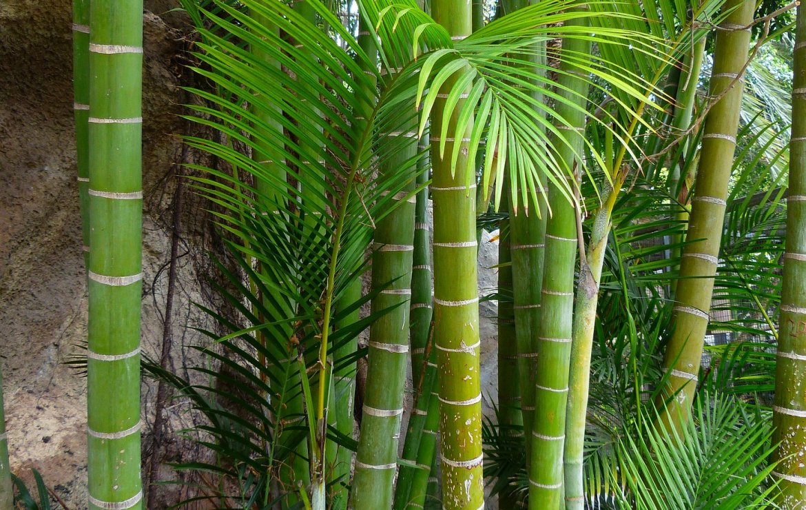 Dumnezeu și Bambusul